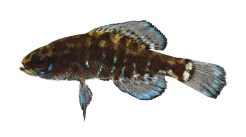 Fishing for Okefenokee pygmy sunfish: Fish Species – FishAngler.com
