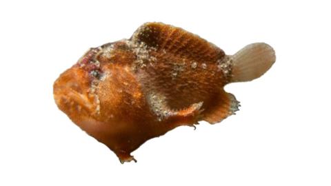 Fishing for Prickly anglerfish: Fish Species – FishAngler.com