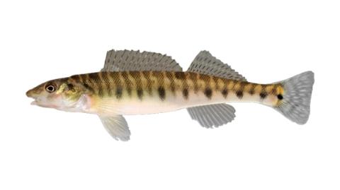 Fishing for Logperch → Explore Catches, Top Baits & More!