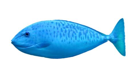 Fishing for Gray unicornfish: Fish Species – FishAngler.com