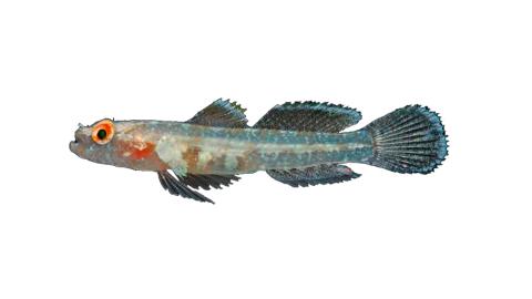 Fishing for Translucent goby: Fish Species – FishAngler.com