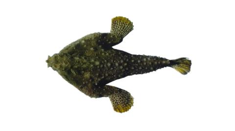 Fishing for Polka-dot batfish: Fish Species – FishAngler.com