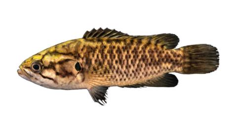 Fishing for Cape kurper → Explore Catches, Top Baits & More!