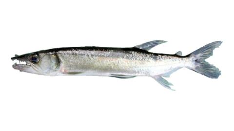 Fishing for Peixe cachorro: Fish Species – FishAngler.com