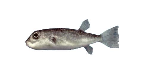 Fishing for Pygmy puffer → Explore Catches, Top Baits & More!