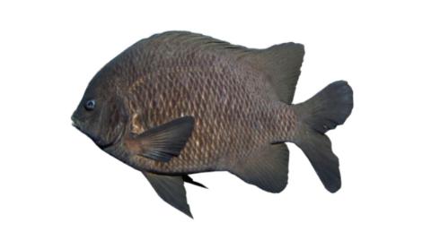 Fishing for Black scalyfin → Explore Catches, Top Baits & More!