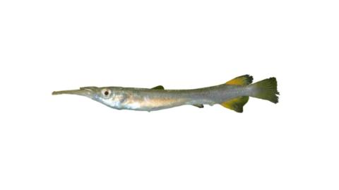 Fishing for Wrestling halfbeak → Explore Catches, Top Baits & More!