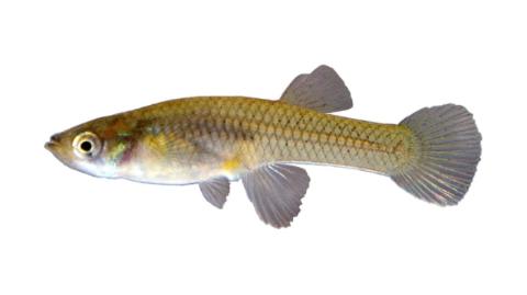 Fishing for Mosquitofish: Fish Species – FishAngler.com