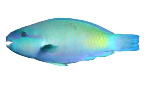 Fishing for Daisy parrotfish: Fish Species – FishAngler.com