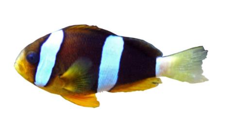 Fishing for Yellowtail clownfish → Explore Catches, Top Baits & More!