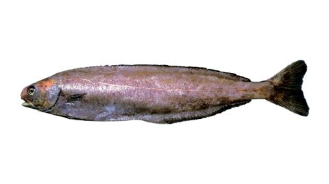 Fishing for New Zealand ruffe → Explore Catches, Top Baits & More!