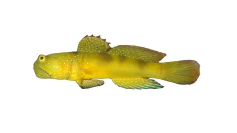 Fishing for Yellow prawn-goby → Explore Catches, Top Baits & More!