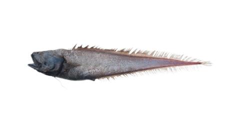 Fishing for Robust assfish: Fish Species – FishAngler.com