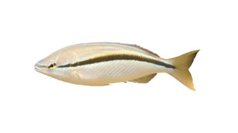 Fishing for Western butterfish → Explore Catches, Top Baits & More!
