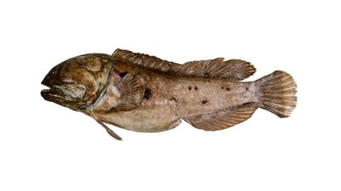 Fishing for Black jawfish → Explore Catches, Top Baits & More!