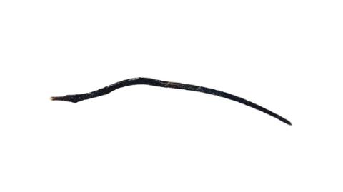 Fishing for Western crested pipefish → Explore Catches, Top Baits & More!