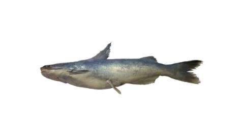 Fishing for Soldier catfish: Fish Species – FishAngler.com