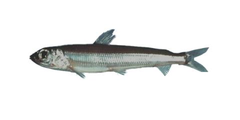 Fishing for Greater argentine: Fish Species – FishAngler.com