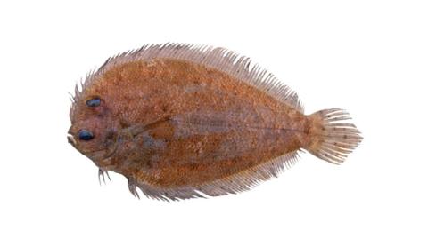 Fishing for Long pectoral fin flounder → Explore Catches, Top Baits & More!