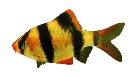 Fishing for Sumatra barb → Explore Catches, Top Baits & More!