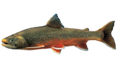 Fishing for Arctic char → Explore Catches, Top Baits & More!