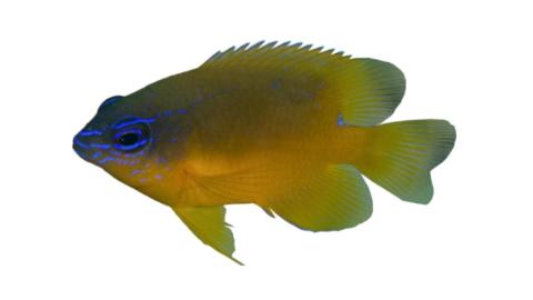 Fishing for Lagoon damselfish: Fish Species – FishAngler.com
