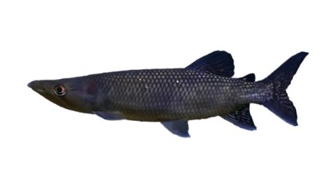 Fishing for African Pike Characin → Explore Catches, Top Baits & More!