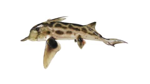 Fishing for Plownose chimaera → Explore Catches, Top Baits & More!