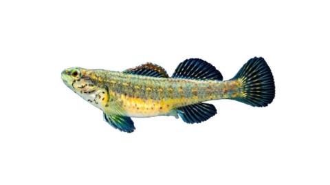 Fishing for Pinewoods darter: Fish Species – FishAngler.com