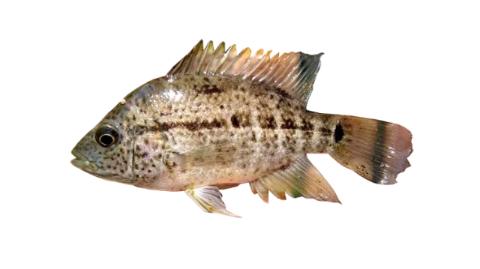 Fishing for Haitian cichlid → Explore Catches, Top Baits & More!