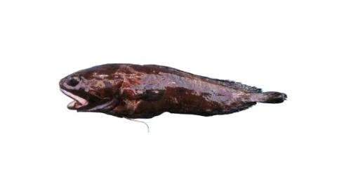 Fishing for Tadpole fish → Explore Catches, Top Baits & More!