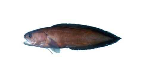 Fishing for Purple brotula → Explore Catches, Top Baits & More!