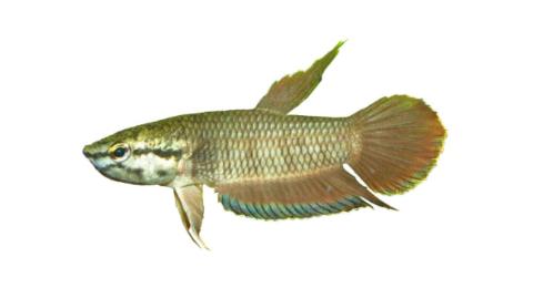 Fishing for Spotted betta → Explore Catches, Top Baits & More!