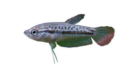 Fishing for Pygmy gourami → Explore Catches, Top Baits & More!