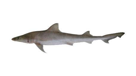Fishing for Australian weasel shark: Fish Species – FishAngler.com
