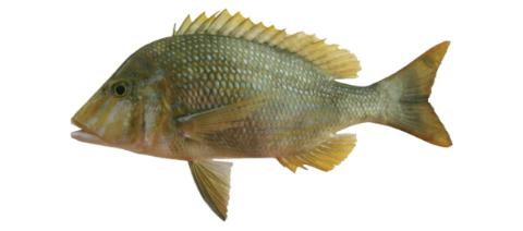 Fishing for Spangled emperor: Fish Species – FishAngler.com