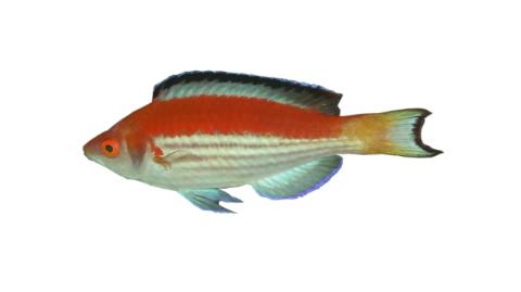 Fishing for Marjorie's Wrasse → Explore Catches, Top Baits & More!