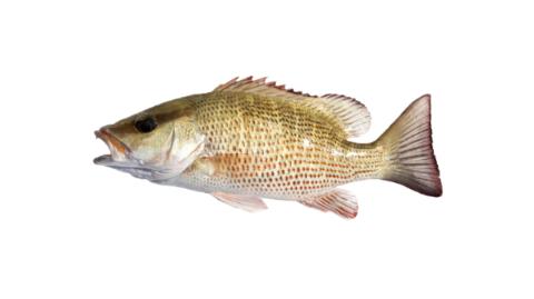 Fishing for Grey snapper → Explore Catches, Top Baits & More!