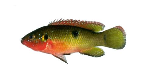 Fishing for Jewel fish: Fish Species – FishAngler.com