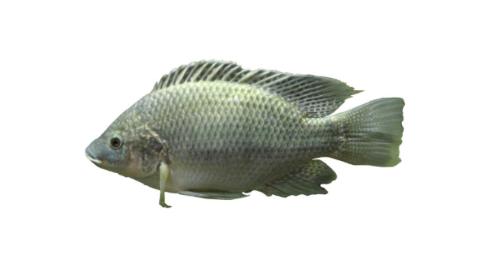 Fishing for Mozambique tilapia → Explore Catches, Top Baits & More!