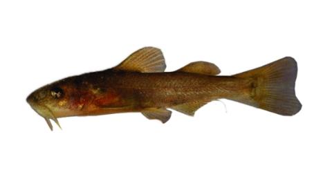 Fishing for Tollo de Agua Dulce: Fish Species – FishAngler.com