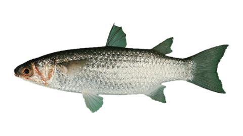 Fishing for Largescale mullet: Fish Species – FishAngler.com