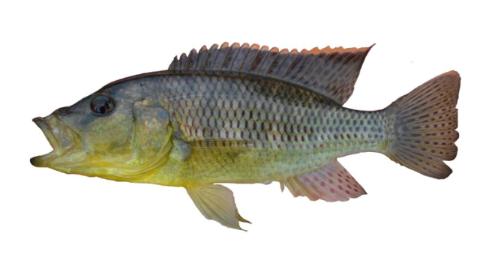 Fishing for Canary kurper: Fish Species – FishAngler.com