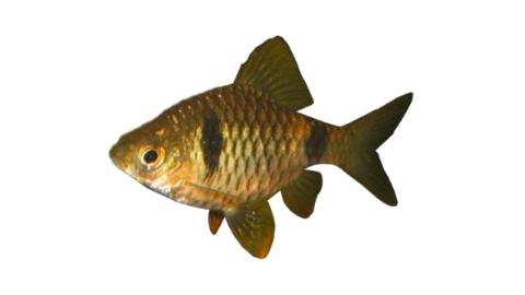 Fishing for Two spot barb → Explore Catches, Top Baits & More!