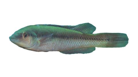 Fishing for Little weed whiting: Fish Species – FishAngler.com