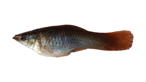 Fishing for Amazon molly: Fish Species – FishAngler.com