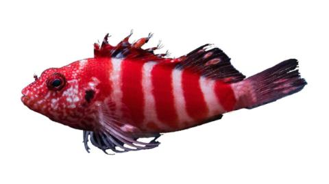 Fishing for Redbarred hawkfish: Fish Species – FishAngler.com