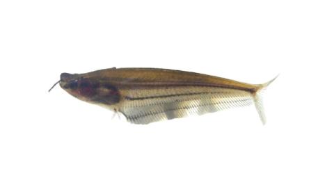 Fishing for Striped glass catfish: Fish Species – FishAngler.com