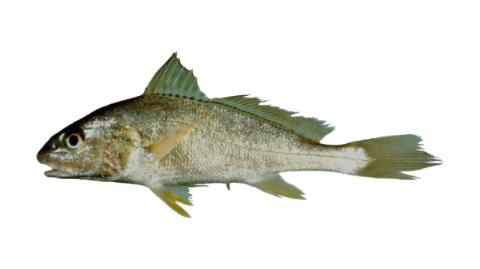 Fishing for Atlantic croaker → Explore Catches, Top Baits & More!