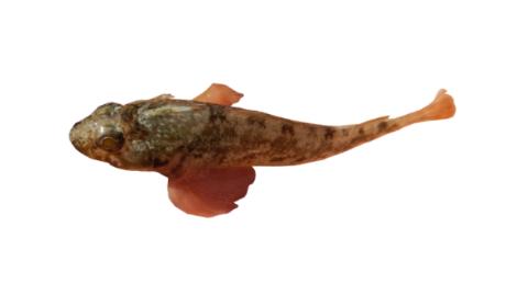 Fishing for Spotted robust triplefin: Fish Species – FishAngler.com